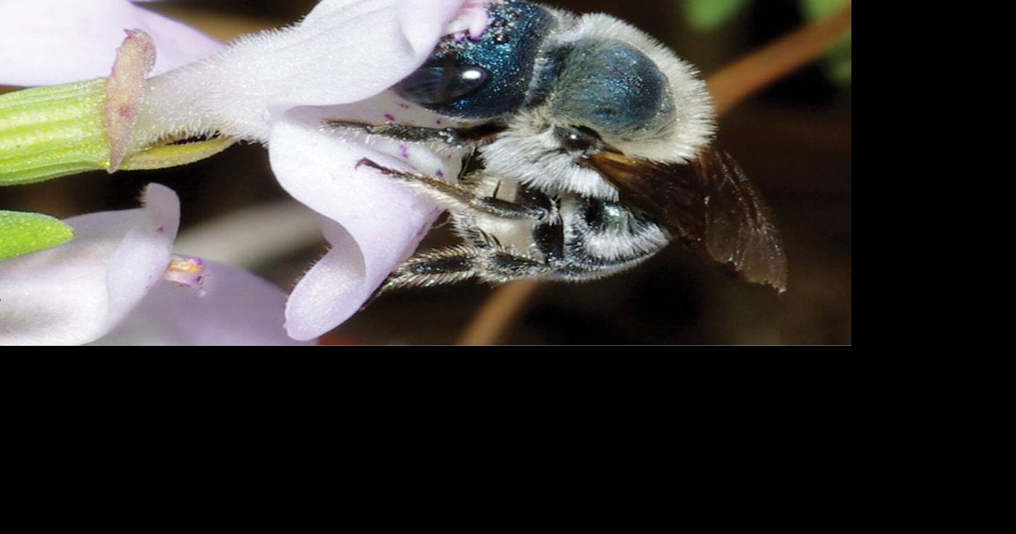 Florida scientists find rare bee species in new locations | News ...
