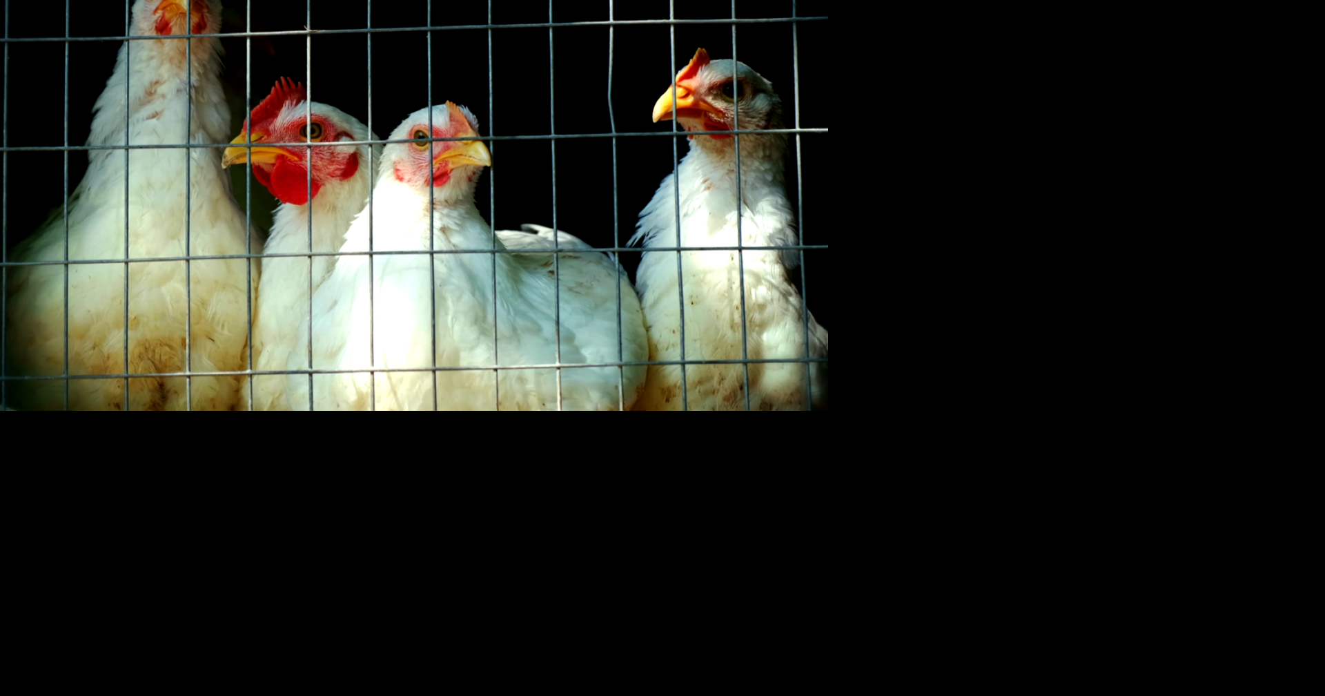 Naples wildlife hospital on high alert as bird flu cases rise | Collier ...