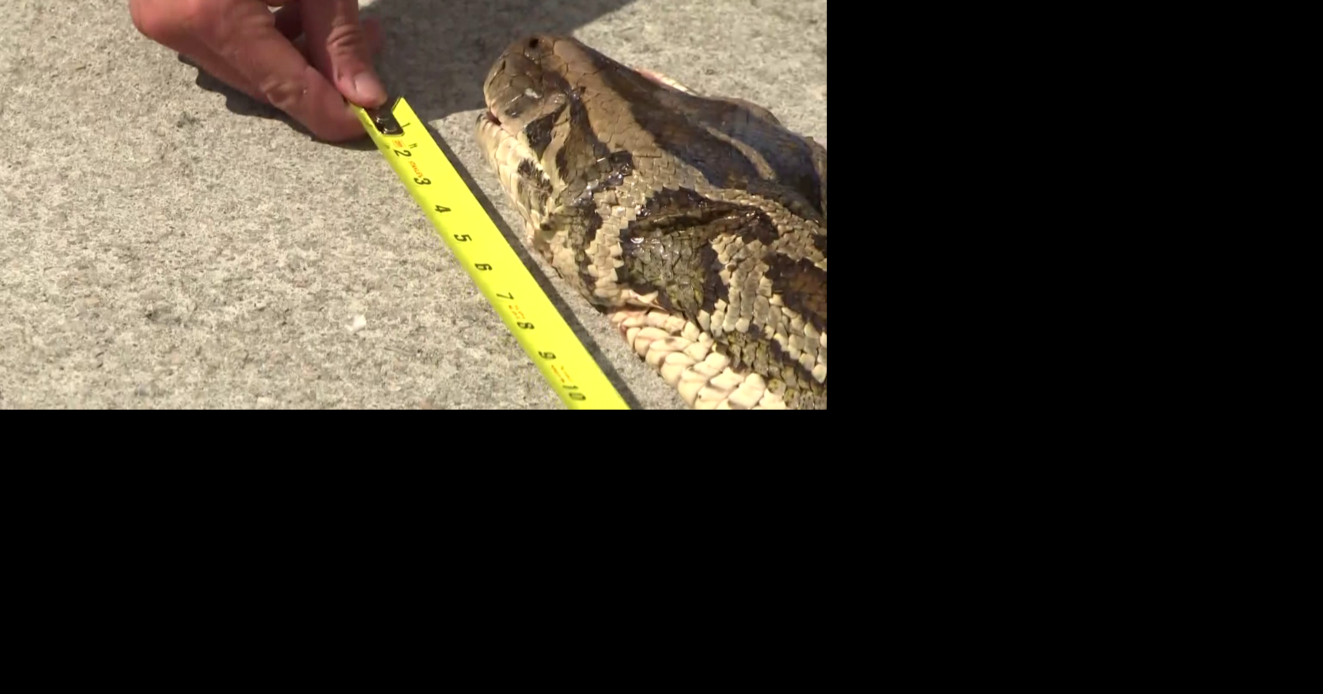 Longest python ever caught in Florida | Collier County | winknews.com