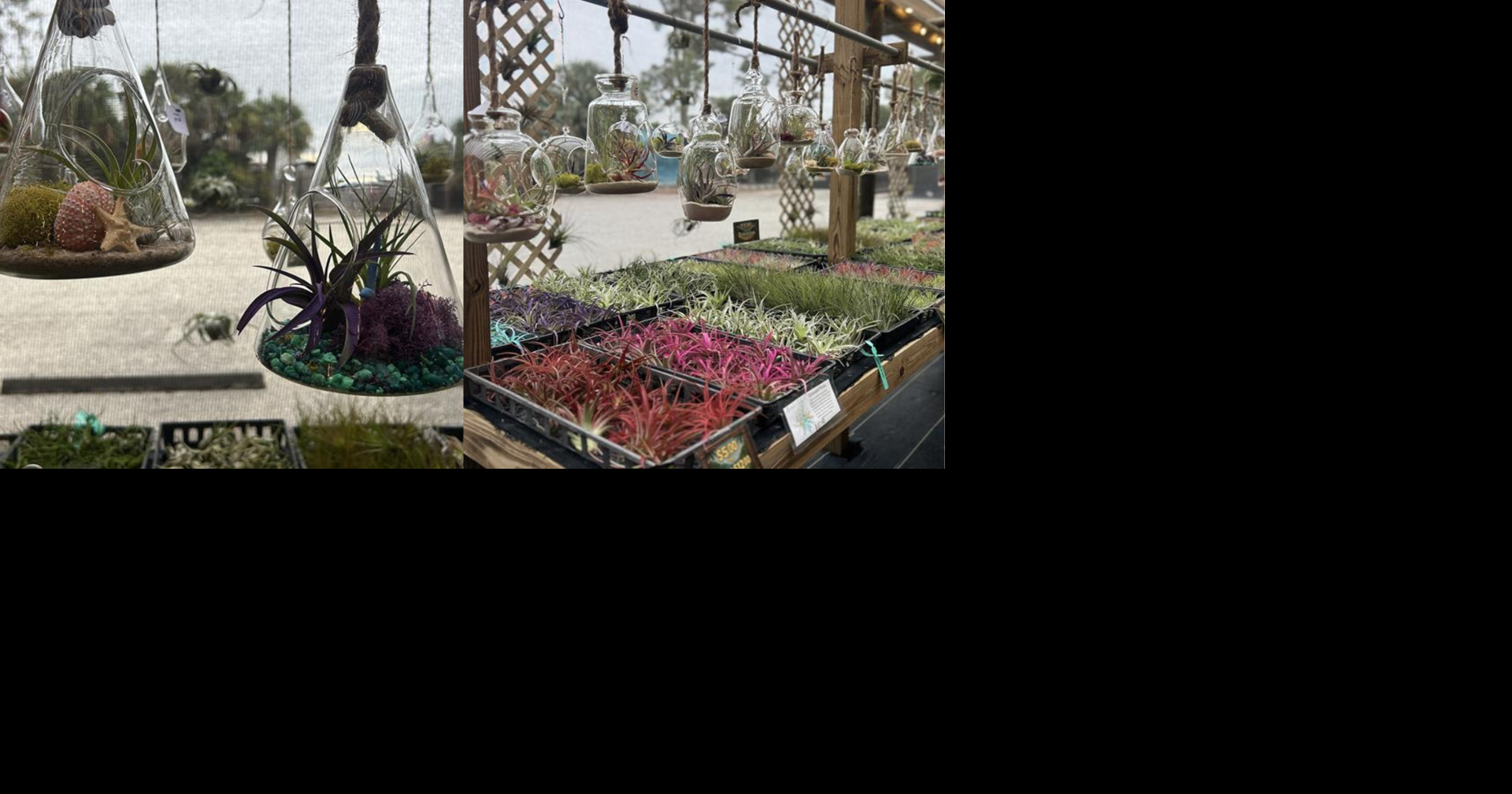 Inside the vibrant world of the Air Plant Emporium | WINK Stop ...