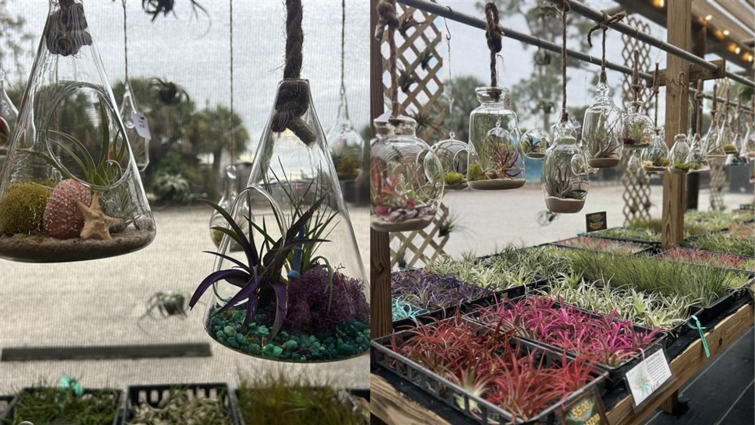 Inside the vibrant world of the Air Plant Emporium | WINK Stop ...