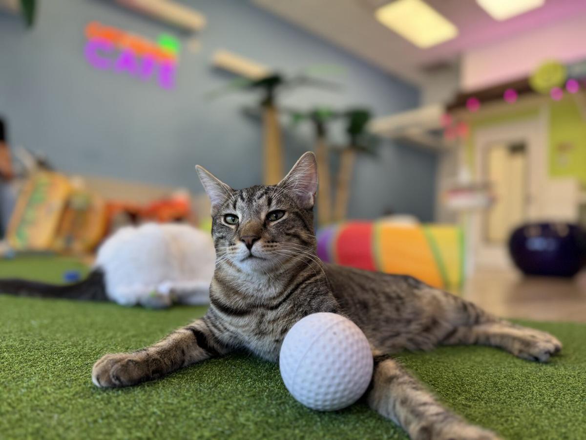 Cattyshack Café: Where coffee meets cats in Fort Myers | WINK Stop ...