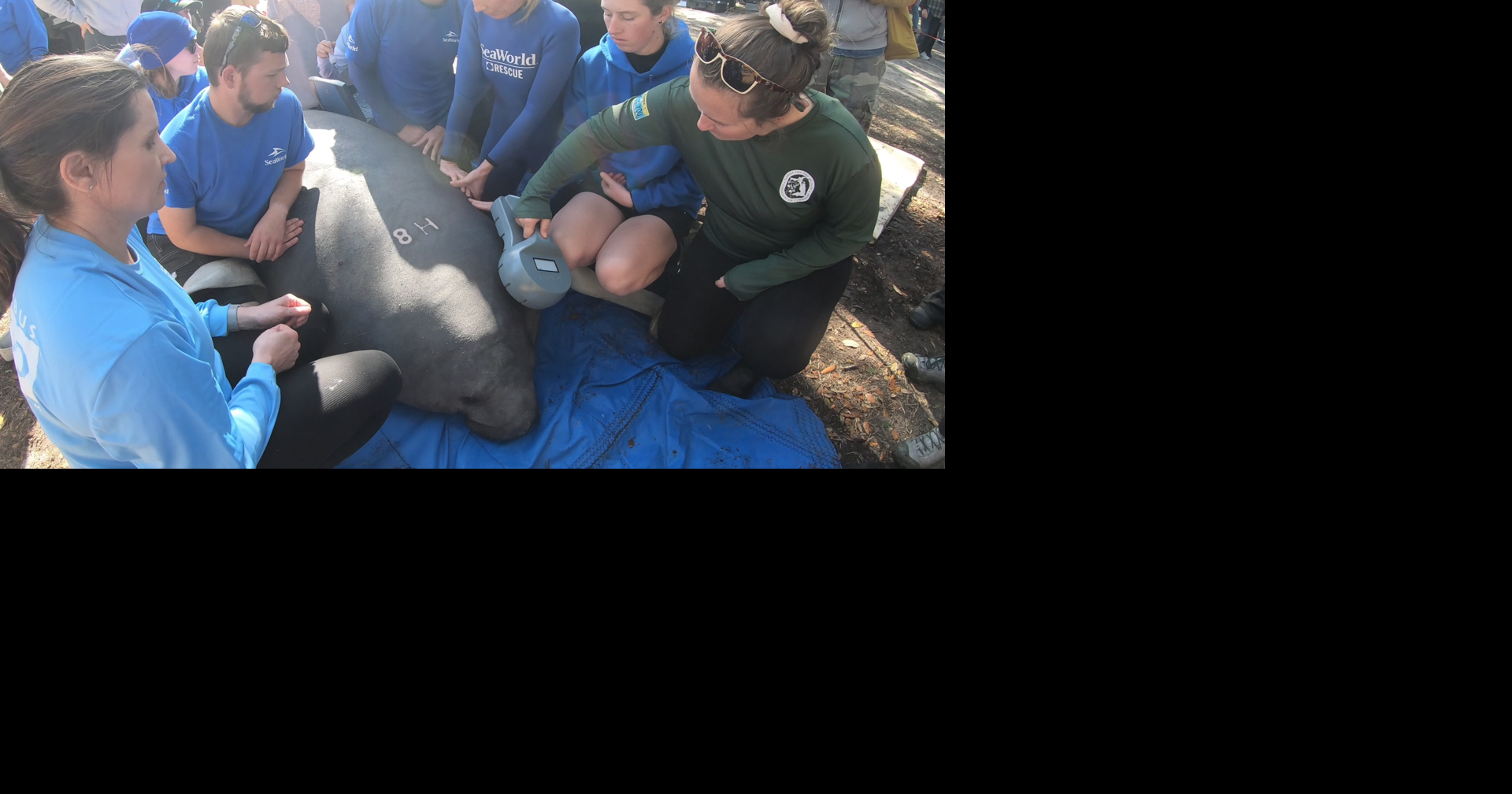 5 rehabilitated manatees released back into the Florida waters | News ...