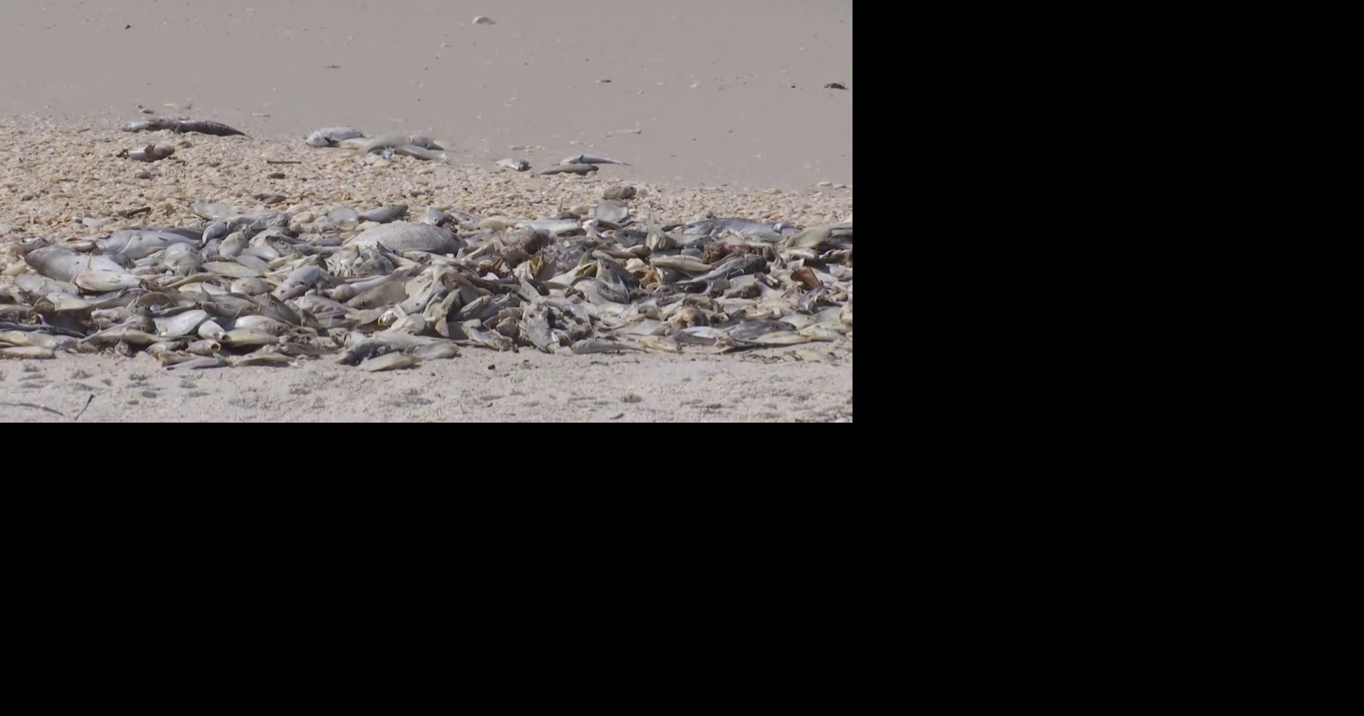 Dead fish cleanup from Red Tide not keeping people off Collier County ...