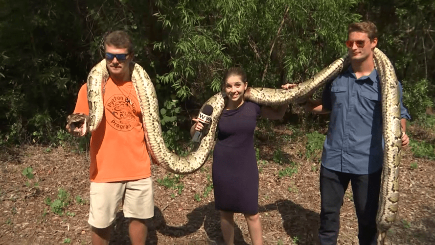 biggest python in the world caught