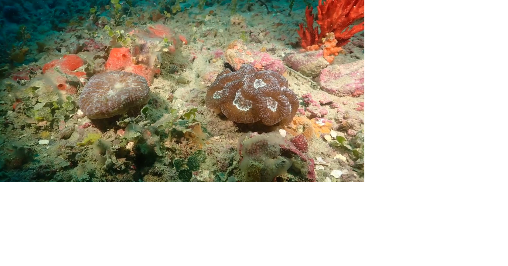 Scientists studying impacts of Hurricane Ian on sea life in the Gulf of ...