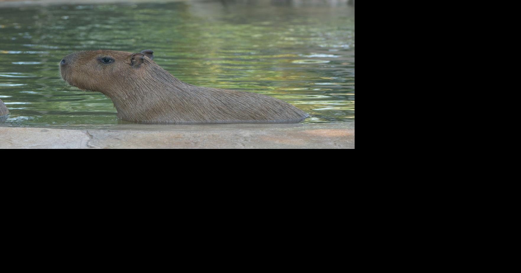 Naples Zoo welcomes capybaras, toucan, more to South American loopâ ...