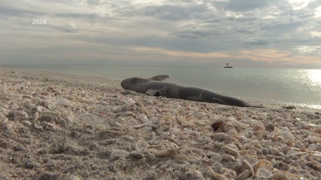 Sanibel Island study seeks to reveal red tide's impact on human health ...