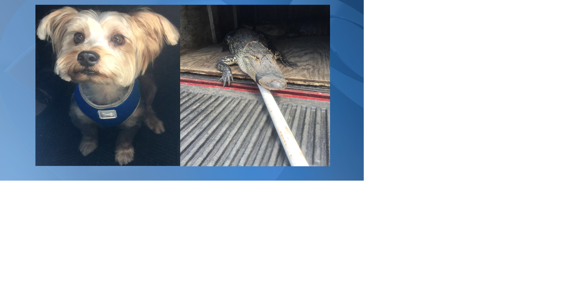 Trappers catch dog-eating gator at Lakes of Tuscana complex | Charlotte ...