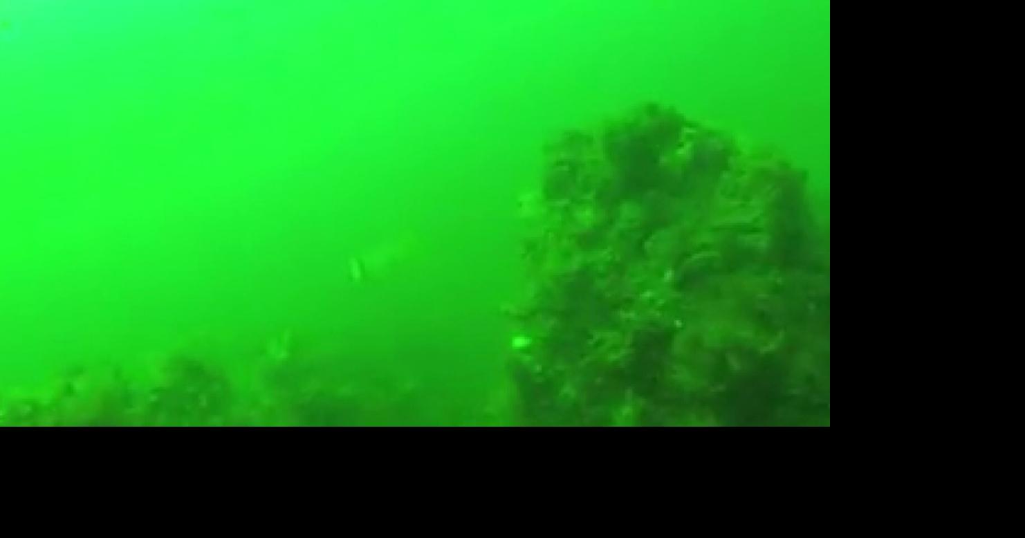 Southwest Florida’s Edison Reef becoming dead zone, researchers say ...