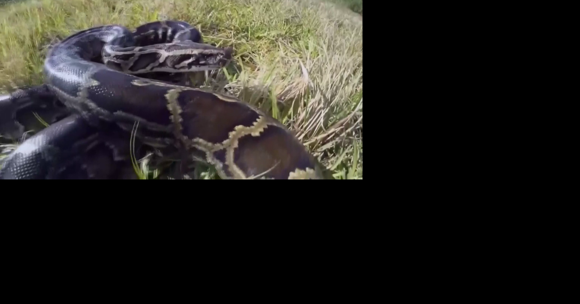 Florida Python Challenge 2025 registration opens | State | winknews.com