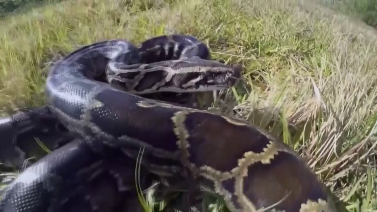 Charlotte County residents alarmed by python sightings near homes ...