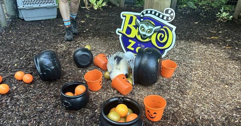 Naples Zoo's Boo at the Zoo promises magical Halloween fun for families ...