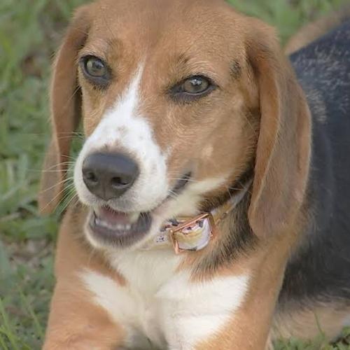 Hundreds more beagles headed to Florida as Wisconsin research facility ...