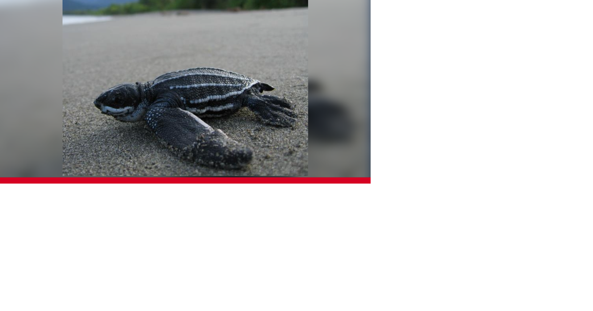 Leatherback sea turtle nesting season begins in Sanibel | Lee County ...