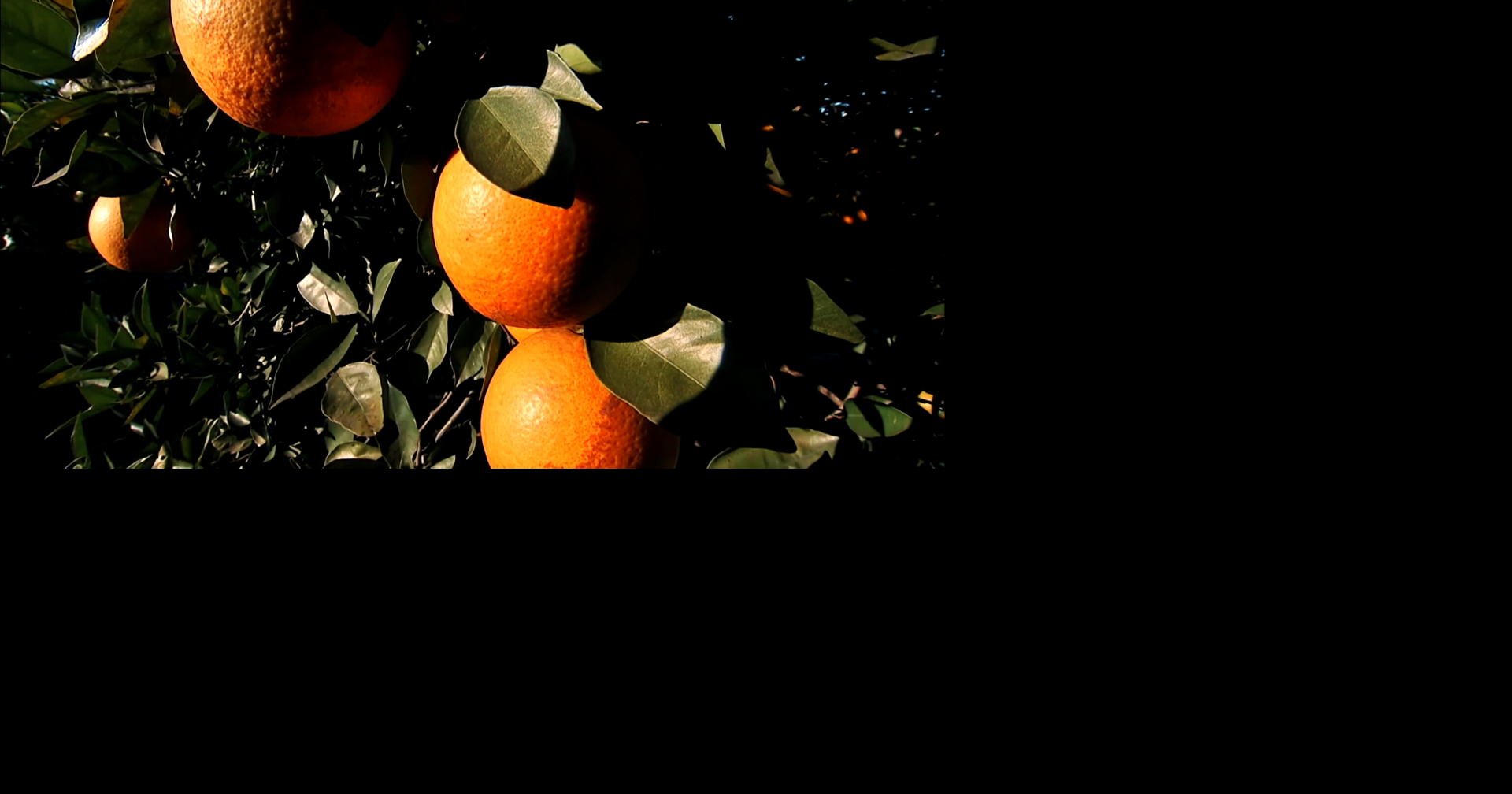 Citrus greening threatens Florida’s $200M plan to save orange groves ...