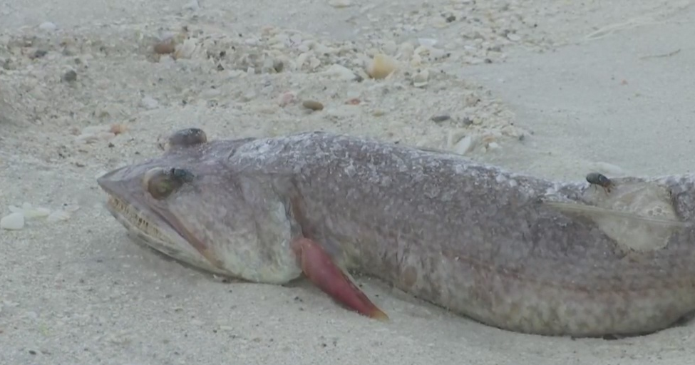 Expert speaks red tide mitigation before Collier County commissioners ...