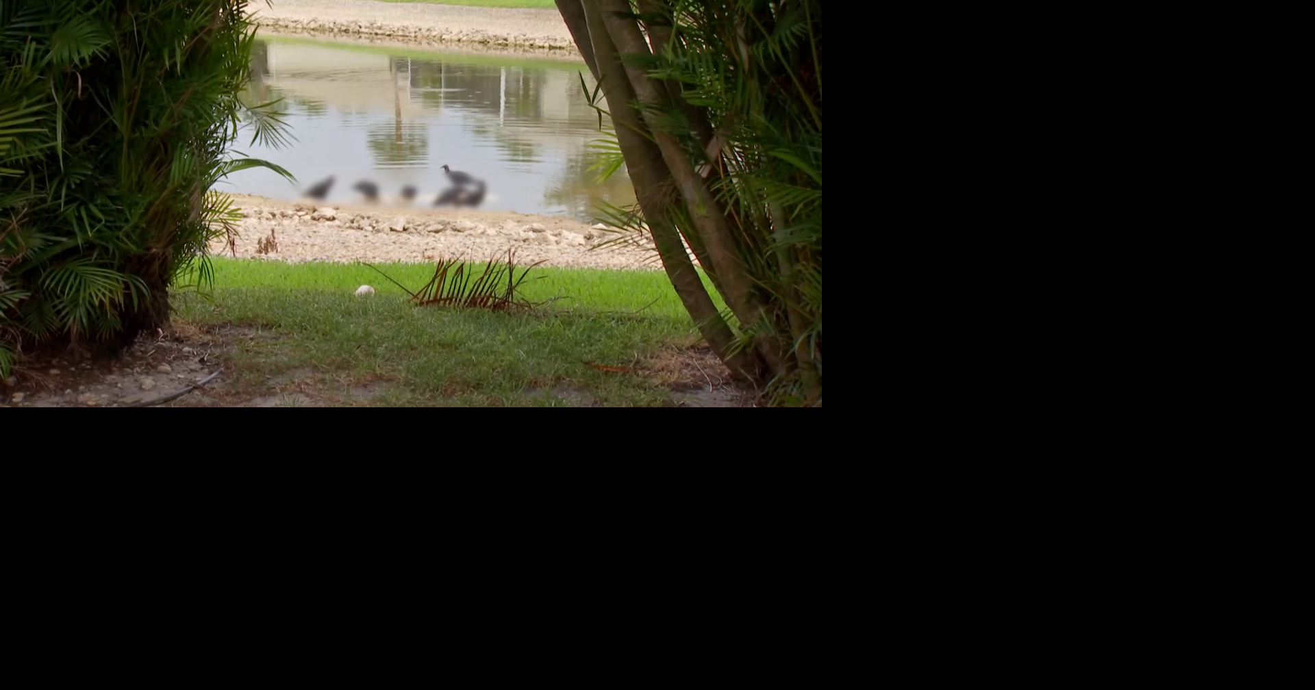Gateway community relieved as rotting gator finally removed | Lee ...