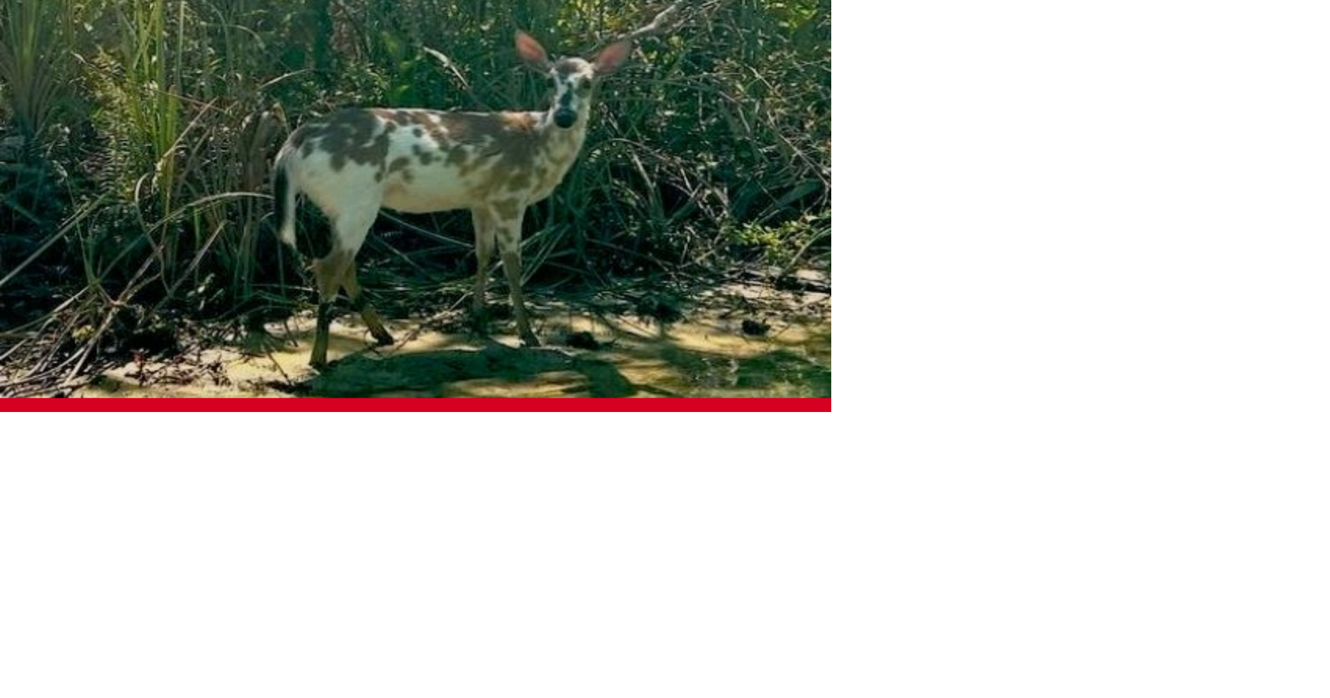 Caught on Camera: Extremely rare piebald white-tailed deer in Florida | News | winknews.com