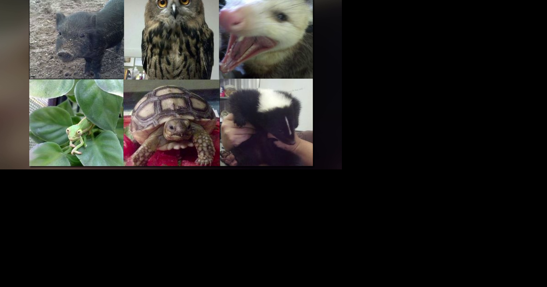 Where did the Shell Factory animals go? | Lee County | winknews.com