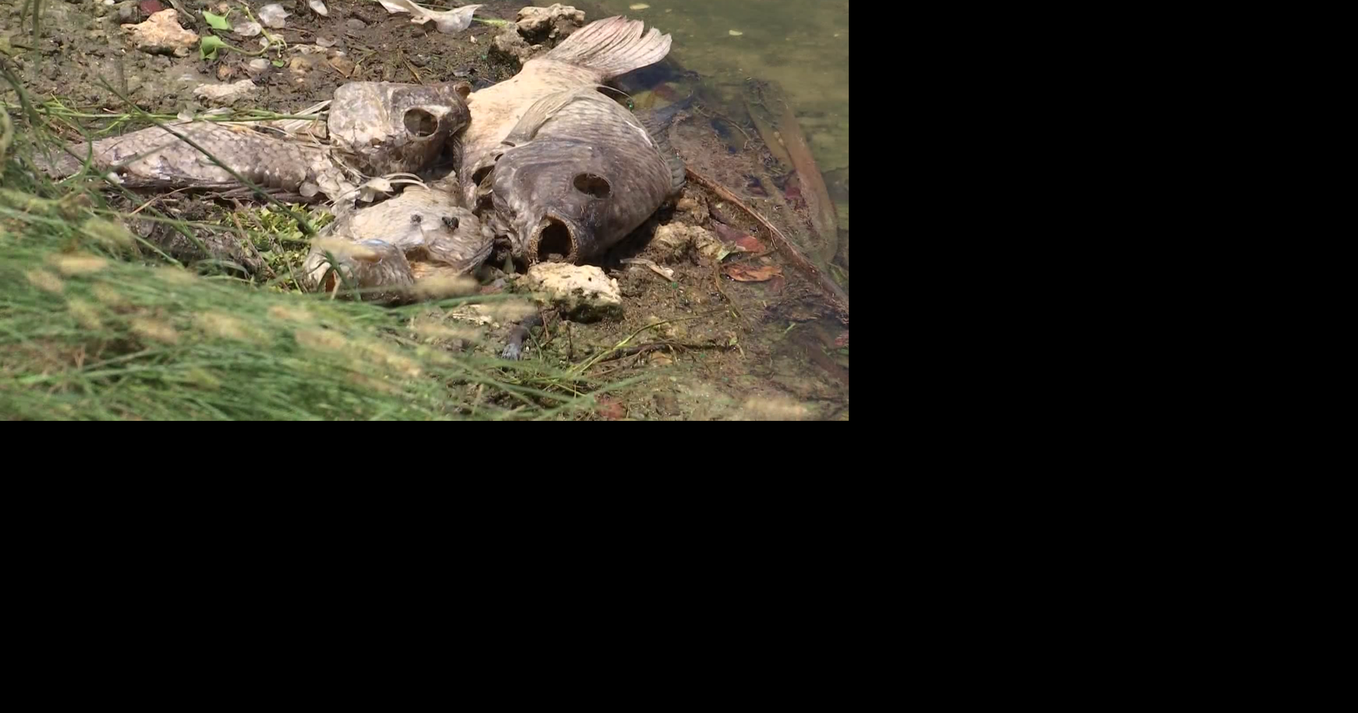 Smelly fish washing up dead on shore concerning neighbors | Charlotte ...