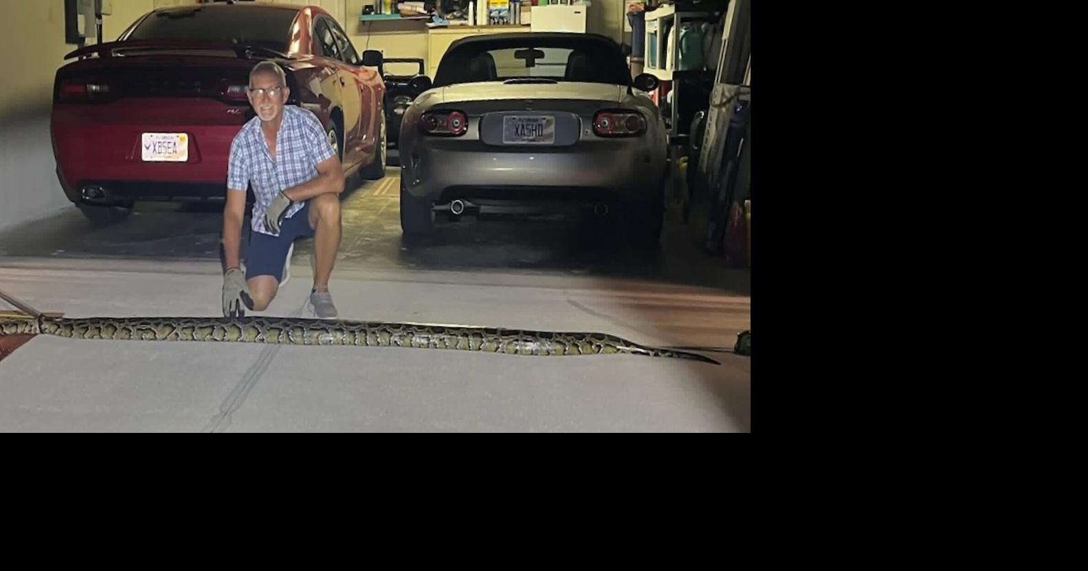 12-foot Burmese python spotted in Charlotte County neighborhood ...