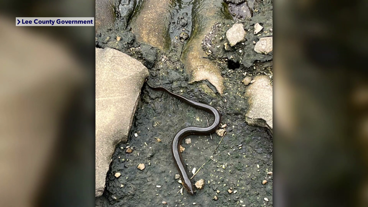 Invasive swamp eel spotted at Fort Myers Manatee Park, experts alarmed ...