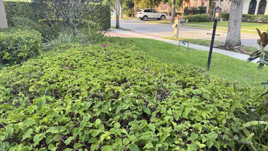SWFL Fertilizer rules: What you can't do starting on June 1 | WINK ...