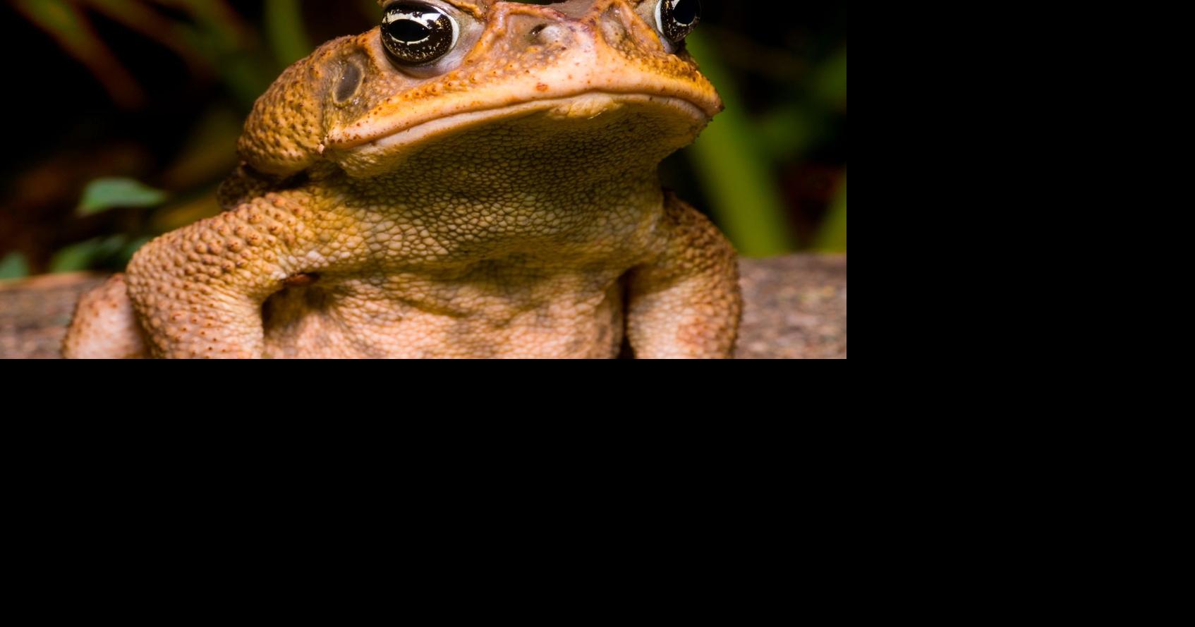 Cane toad traps could help you protect your pets from poisonous toads ...
