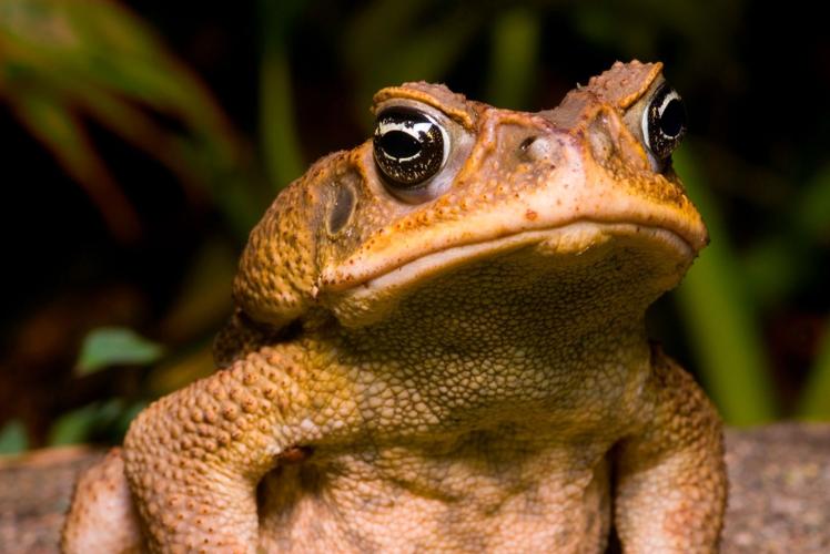 large toads florida