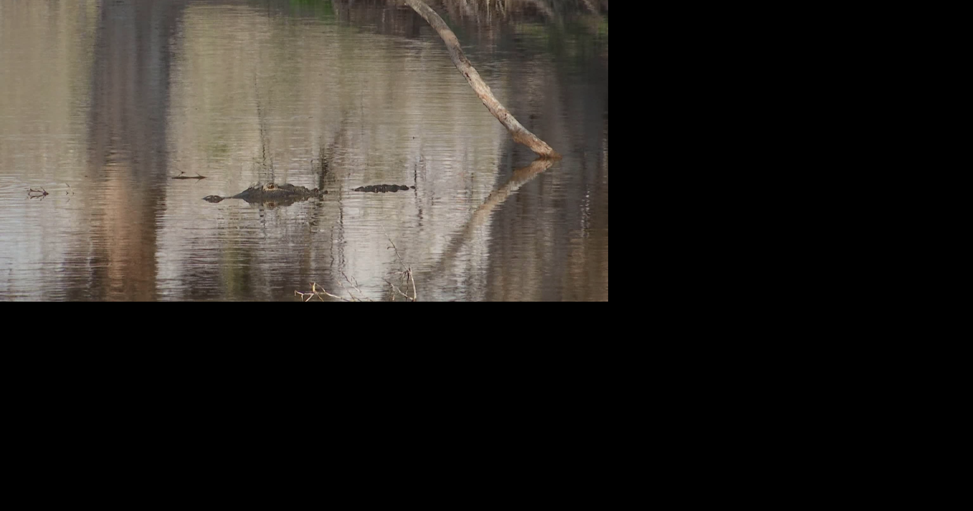 Two alligators in Sanibel removed after attacking a man | Lee County ...