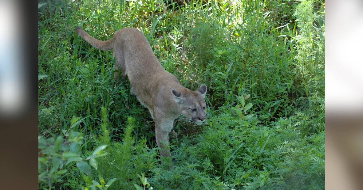 1st reported critical endangered Florida panther death of 2026, killed ...