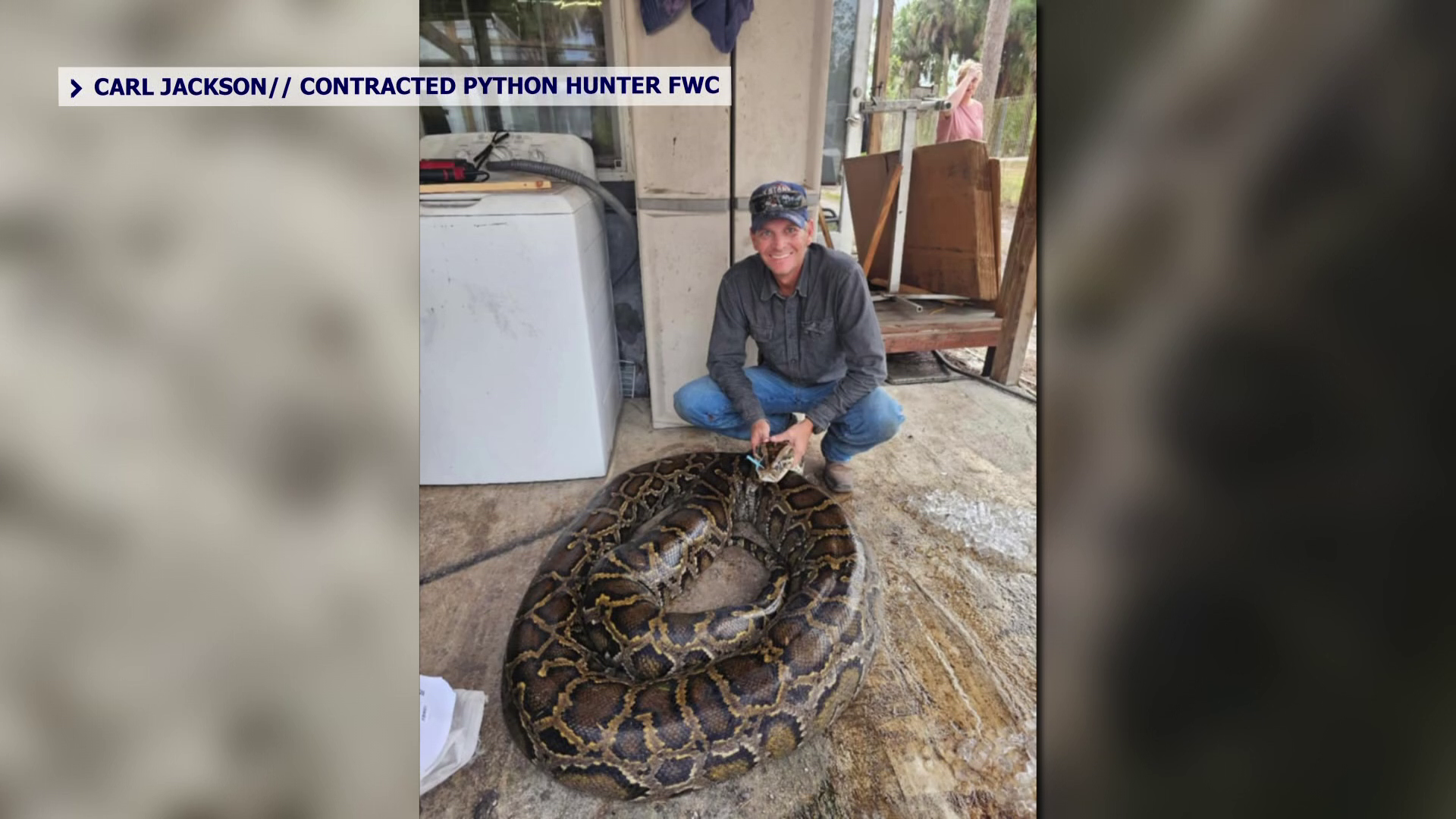 Collier County python hunter captures near-record 202-pound Burmese ...