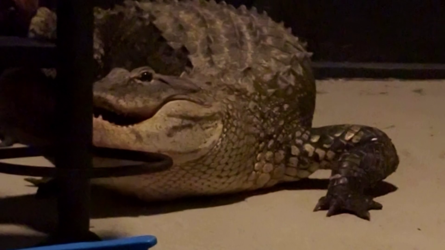 Southwest Florida mom mistakes fighting alligators for home intruder ...