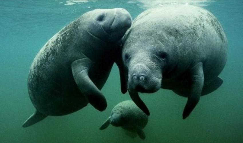 FWC cites 18 boaters during 3-day manatee protection patrol in ...