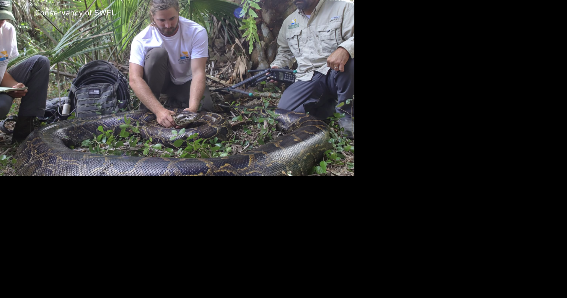 Record-breaking Burmese python found in Collier County | Collier County ...