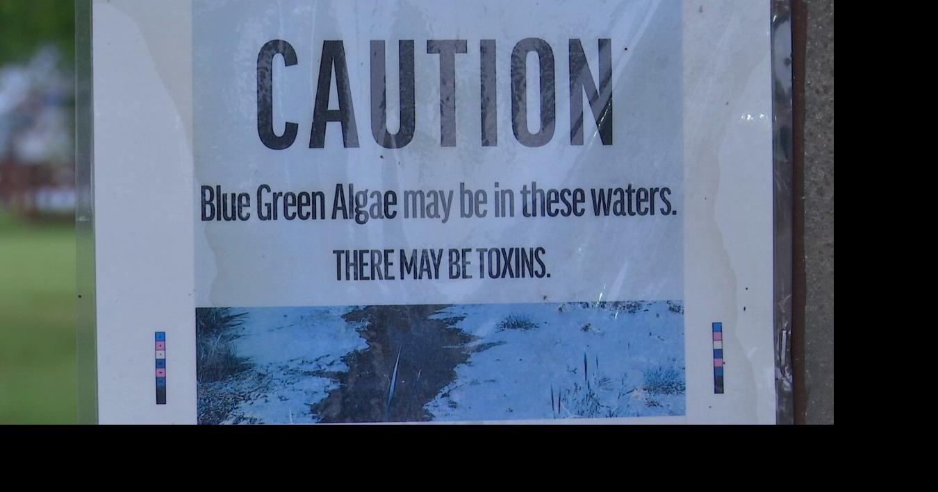 You can help find out how blue-green algae affects people | Health ...