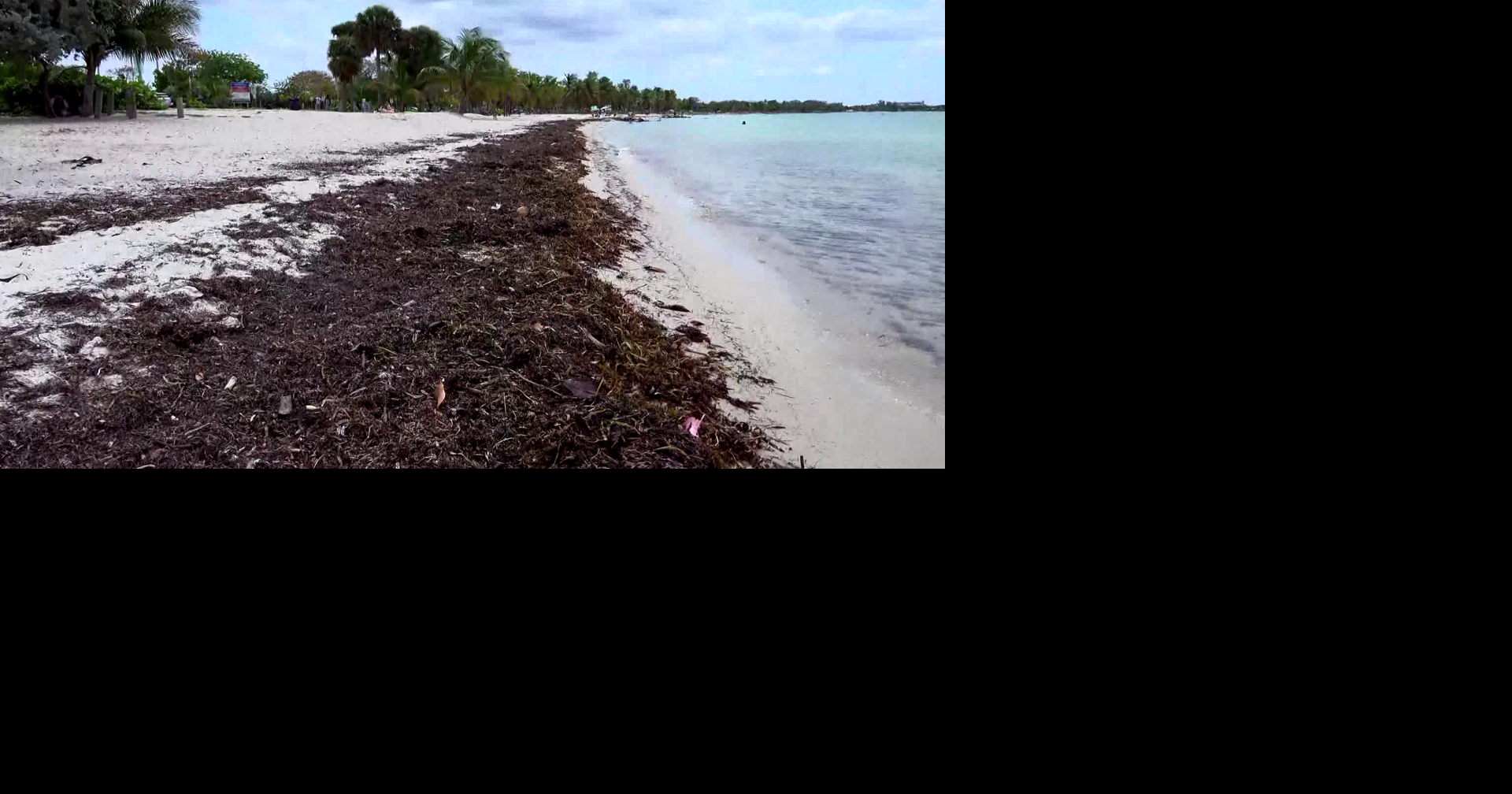 ‘Perfect pathogen storm’ could harm people along Florida beaches | News ...