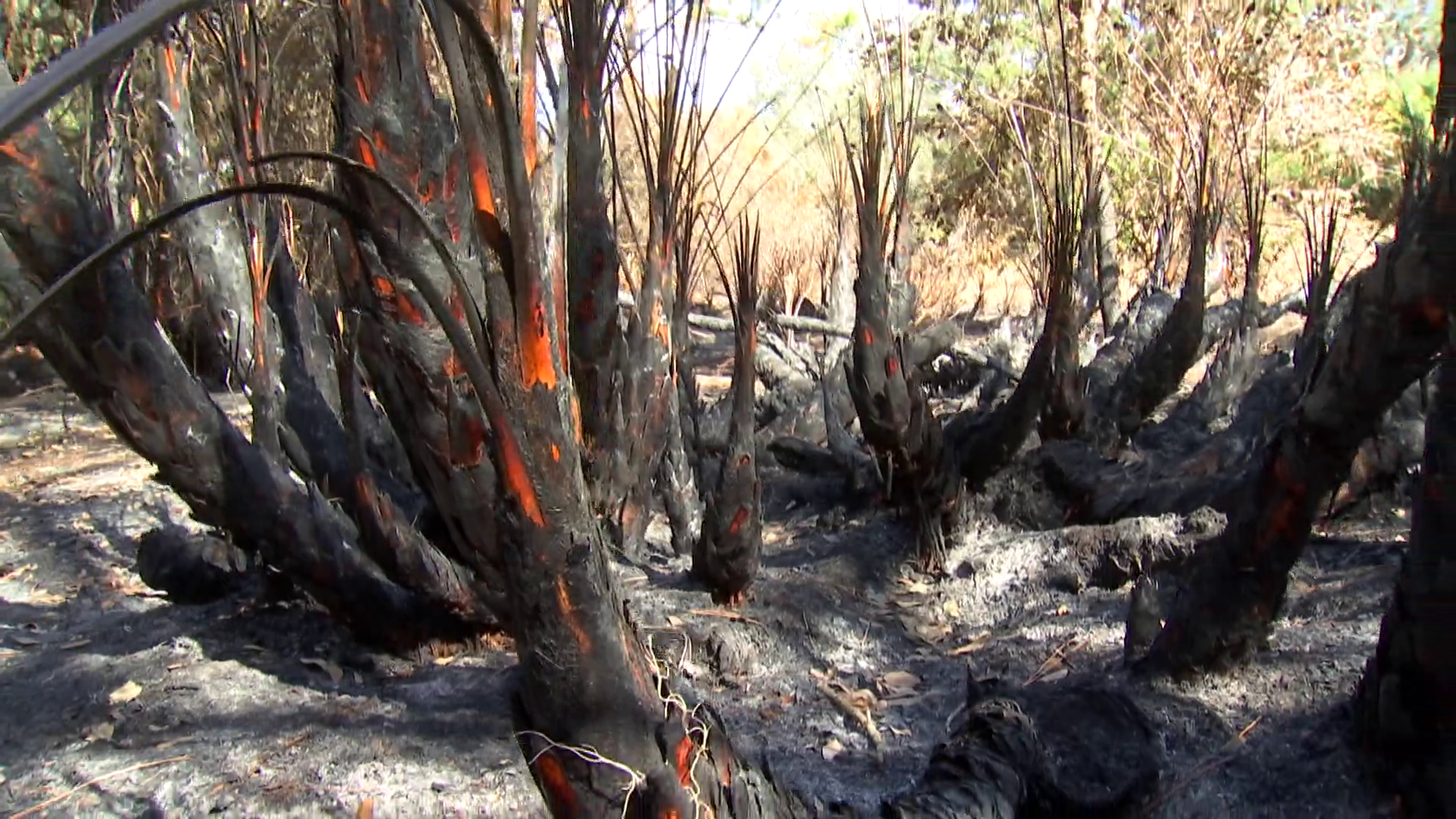 Questions mount after deadly Glades County brush fire | Investigations ...