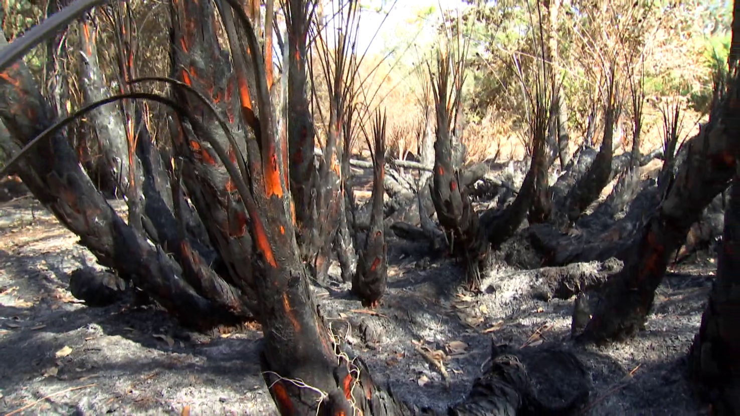 Questions mount after deadly Glades County brush fire | Investigations ...