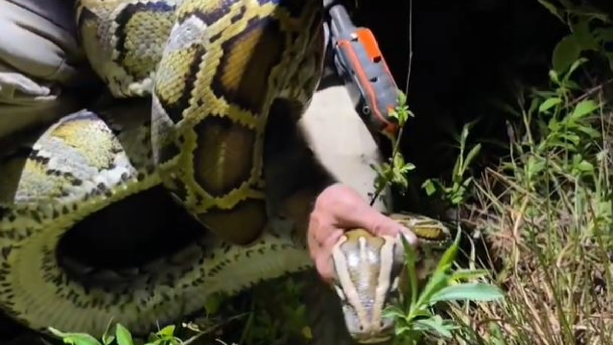 Python Cowboy’s dog Otto helps capture invasive snake in the Everglades ...