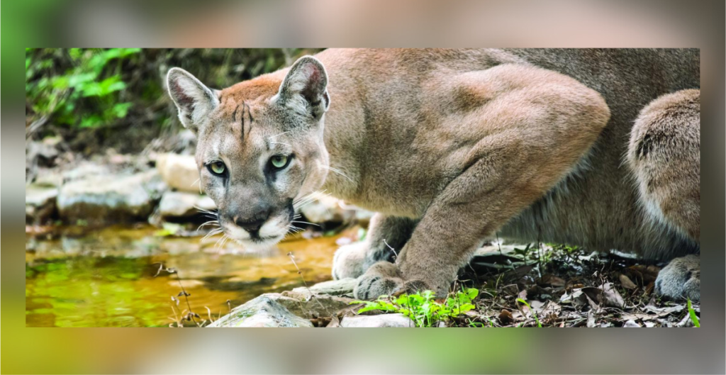 8-month-old Florida panther on I-75 in Collier County | Collier County ...