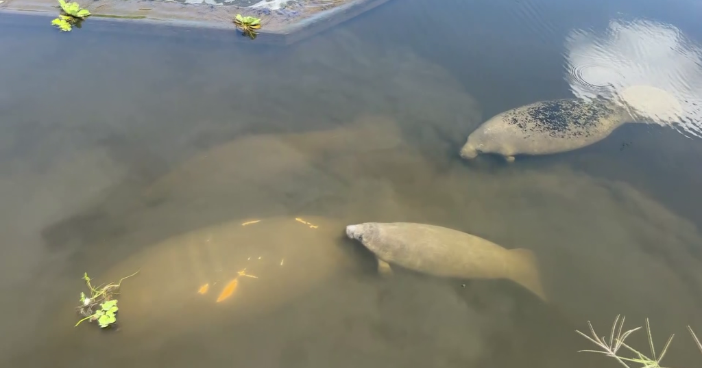 Jimmy Buffett helped lead manatee protection in Florida | Lee County ...