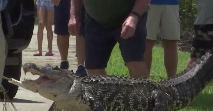 Man attacked by alligator at Charlotte County retention pond ...