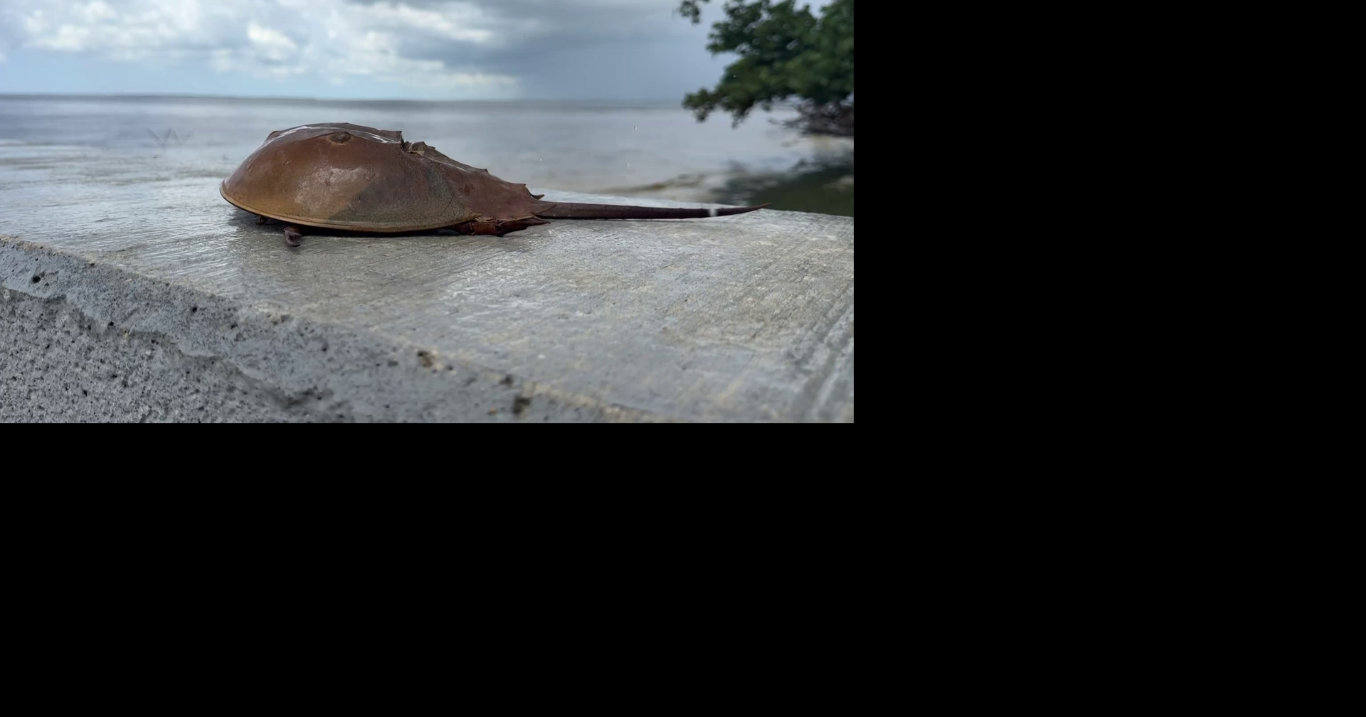 Benefits of the horseshoe crab watch in Punta Gorda | Charlotte County ...