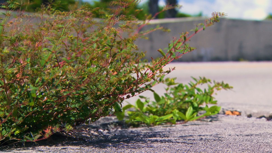 Lee County overpasses at Summerlin and Gladiolus getting $129K makeover ...
