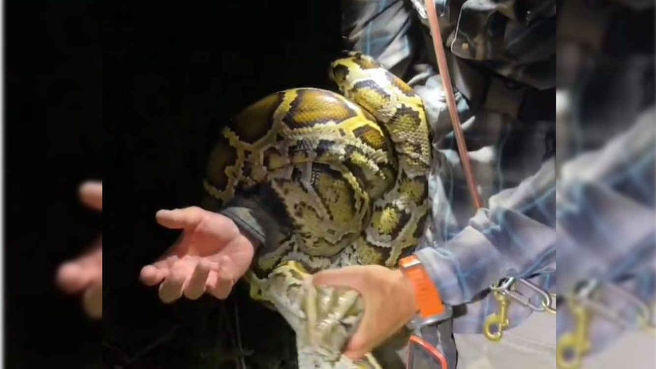 Python Cowboy’s dog Otto helps capture invasive snake in the Everglades ...
