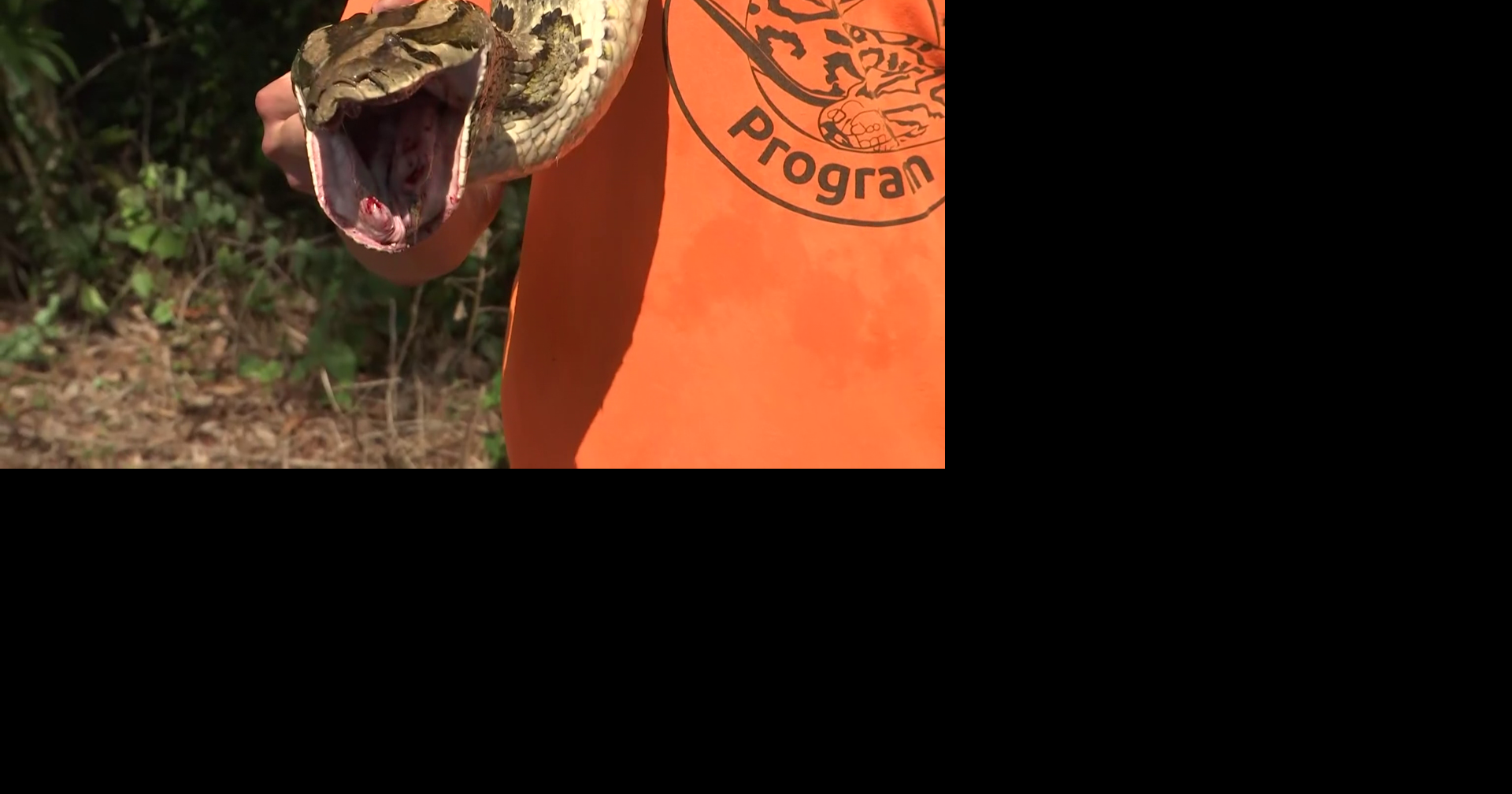 Burmese Pythons expected to migrate north | Collier County | winknews.com