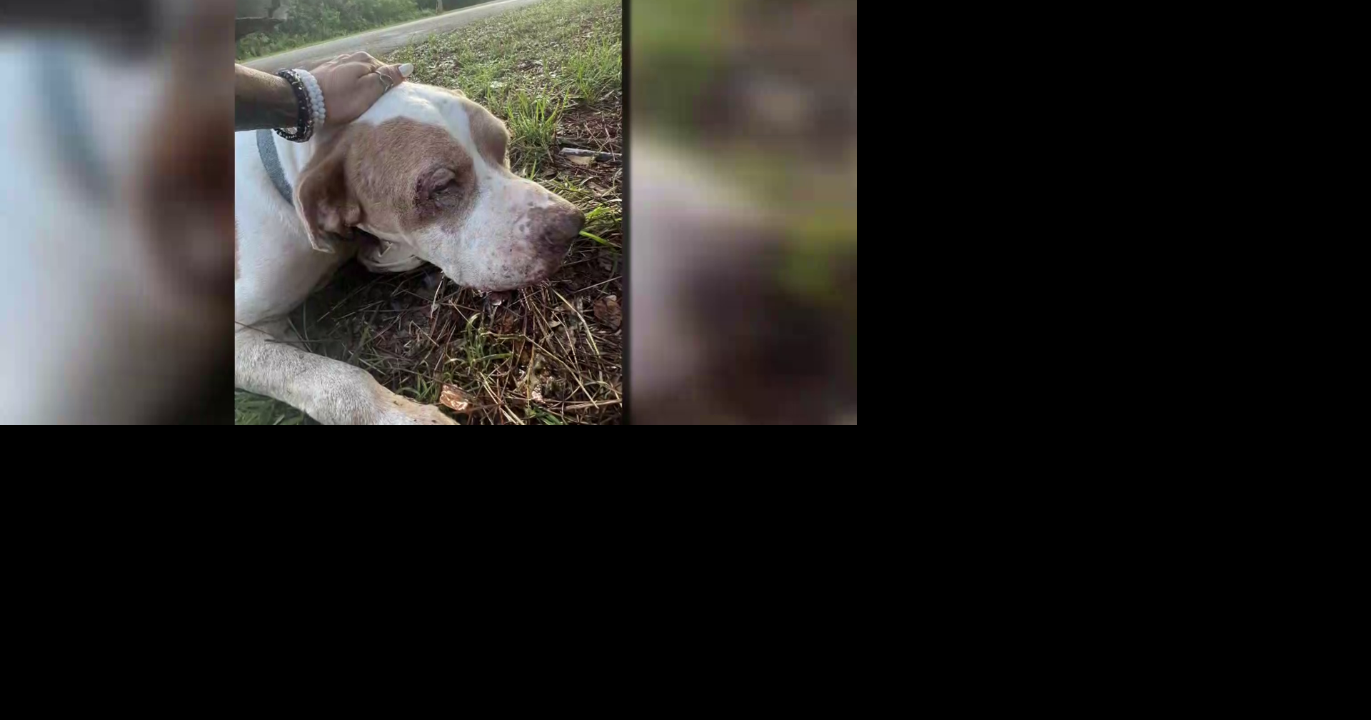 Lehigh Acres mother and daughter rescue neglected dog | Lee County ...