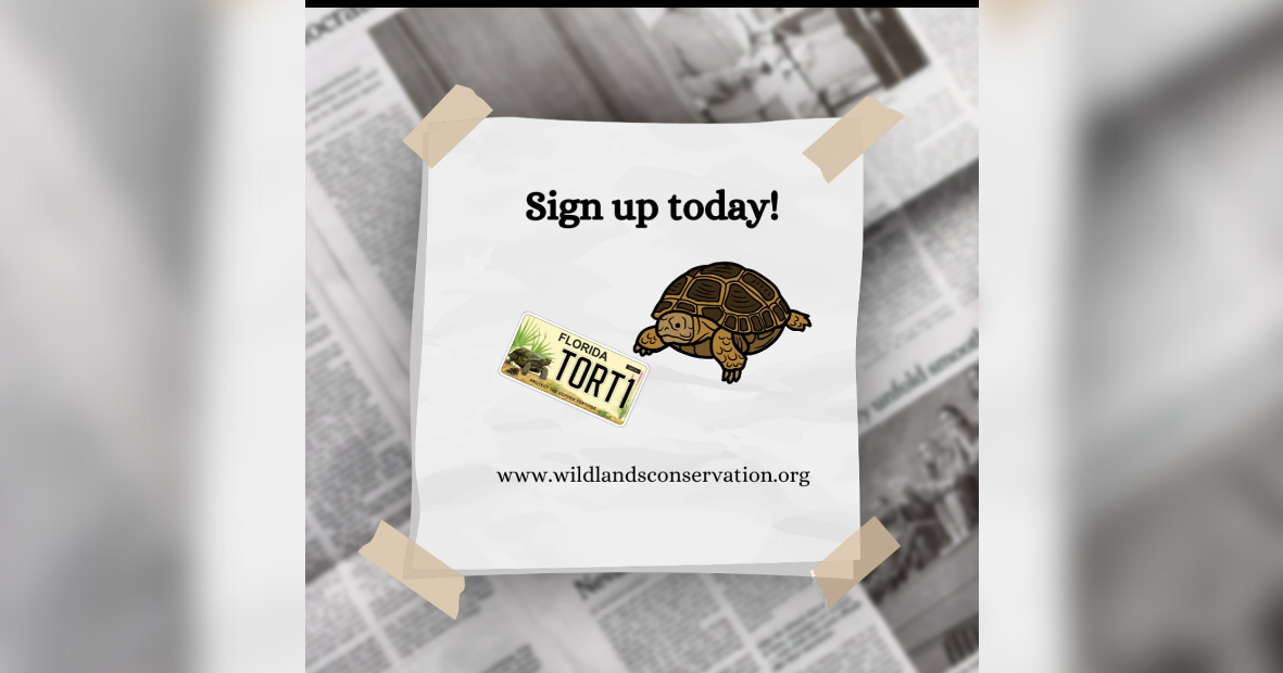 FWC Gopher Tortoise license plates free vouchers available | Archives ...